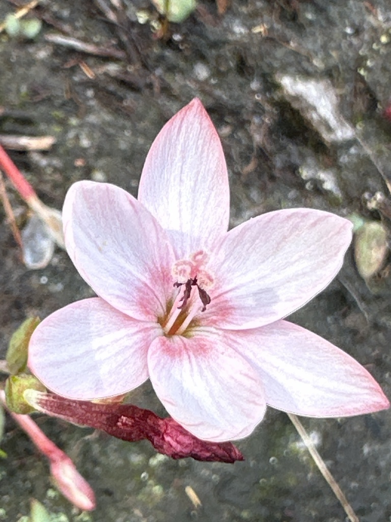 Pink Satin-flower from 3rd Street, Hermanus, WC, ZA on October 11, 2023 ...