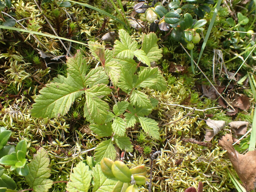 Arctic raspberry from Слюдянский р-н, Иркутская обл., Россия on August ...