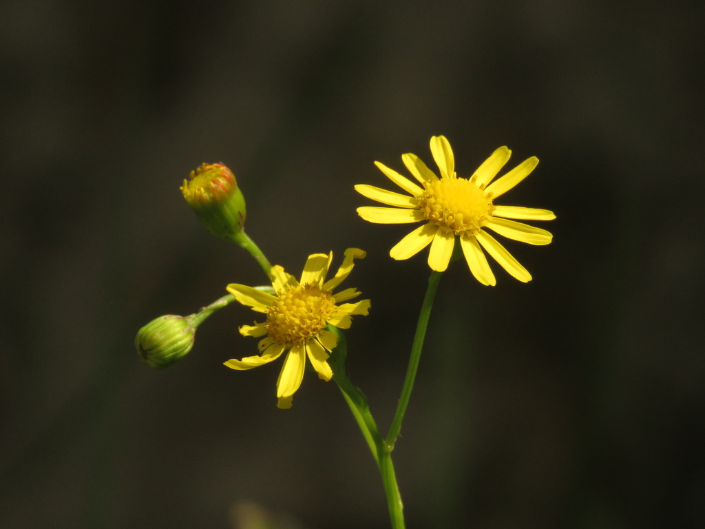 Madagascar Ragwort (Budawang Coast plant species Part 3 (S-Z ...