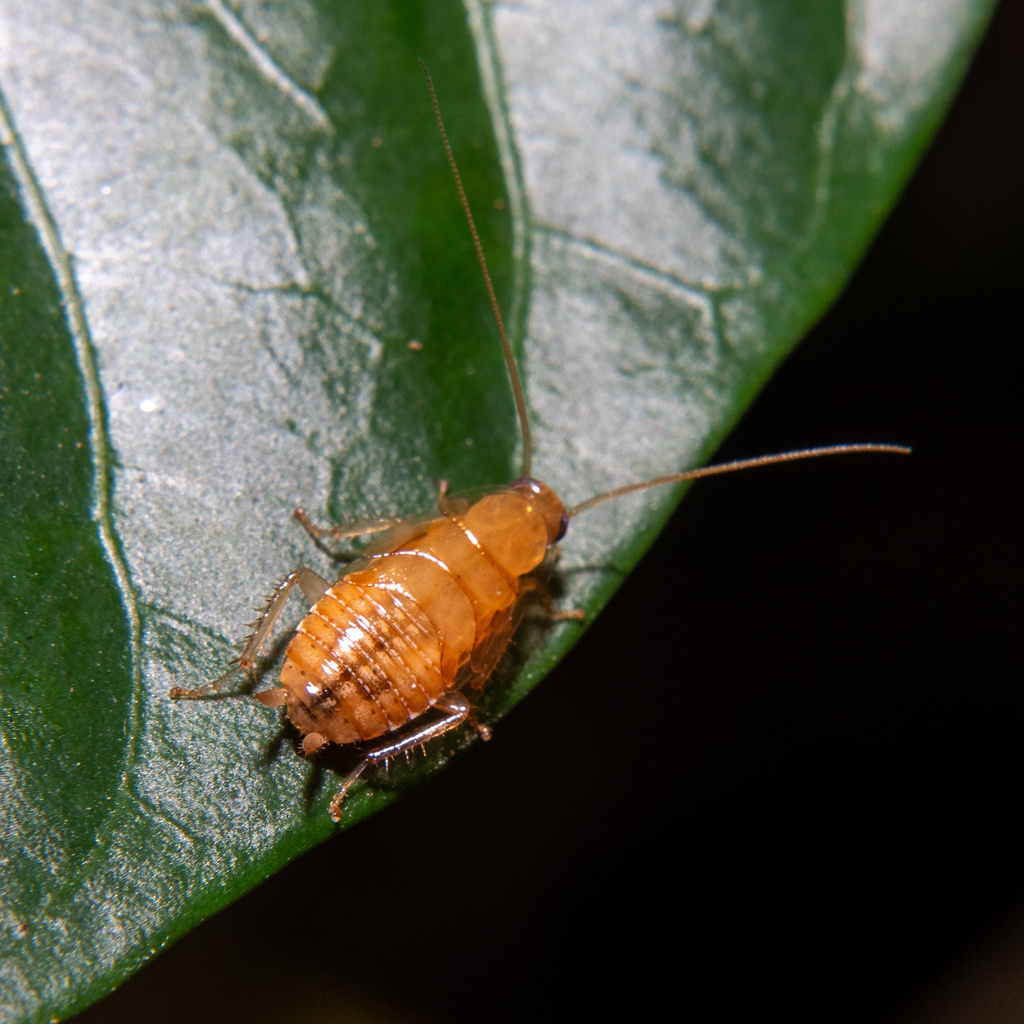 Asian Cockroach from Whampoa River, SG on October 17, 2023 at 08:50 PM ...
