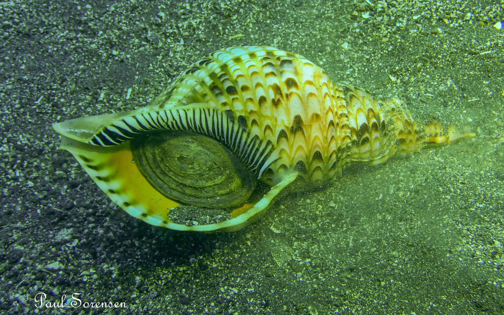 Giant Triton Snail from MJVC+299, Bali 80852, Indonesia on October 16 ...