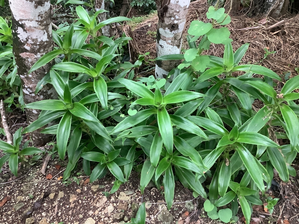 False Bromeliad Plant from 77670 Q.R., México on October 3, 2023 at 04: ...