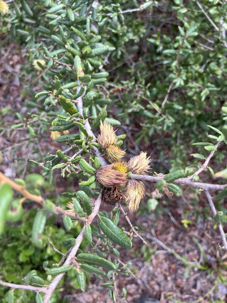 leafy oak gall wasp from Seabranch Preserve State Park, Stuart, FL, US ...
