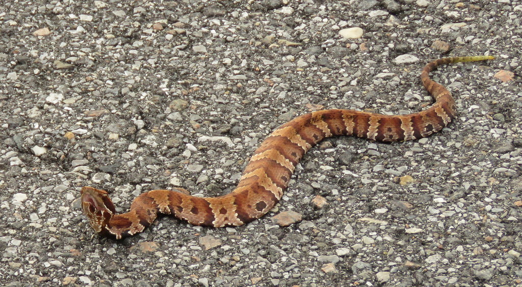 Northern Cottonmouth from Orange Beach, AL, USA on March 11, 2019 by ...
