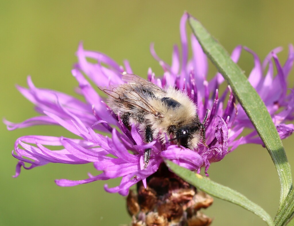 Common Carder Bumble Bee from 88250 La Bresse, France on October 17 ...