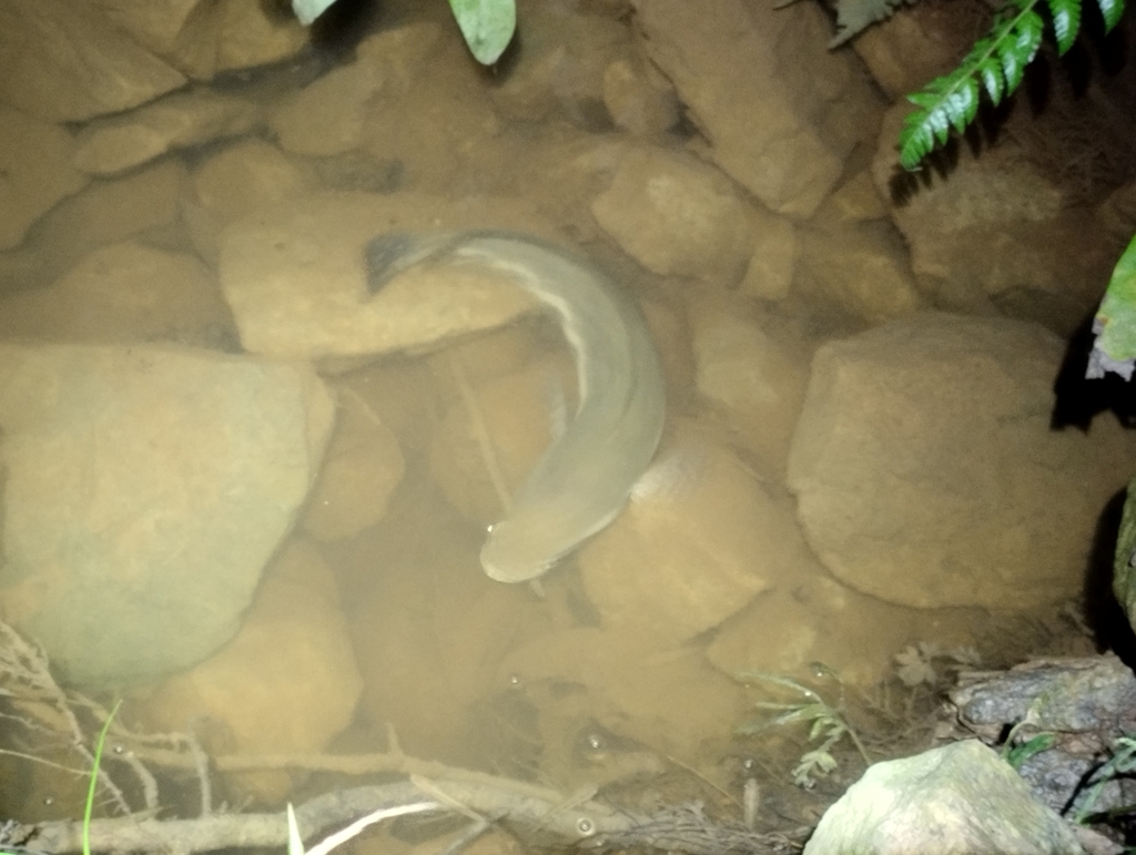Forest Snakehead from Bukit Raja, Selangor, Malaysia on October 17 ...