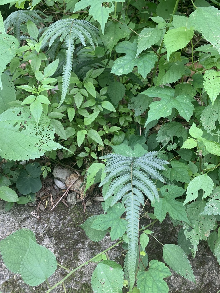 Christella acuminata from 臺灣島, 蘇澳鎮, ILA, TW on October 17, 2023 at 12: ...