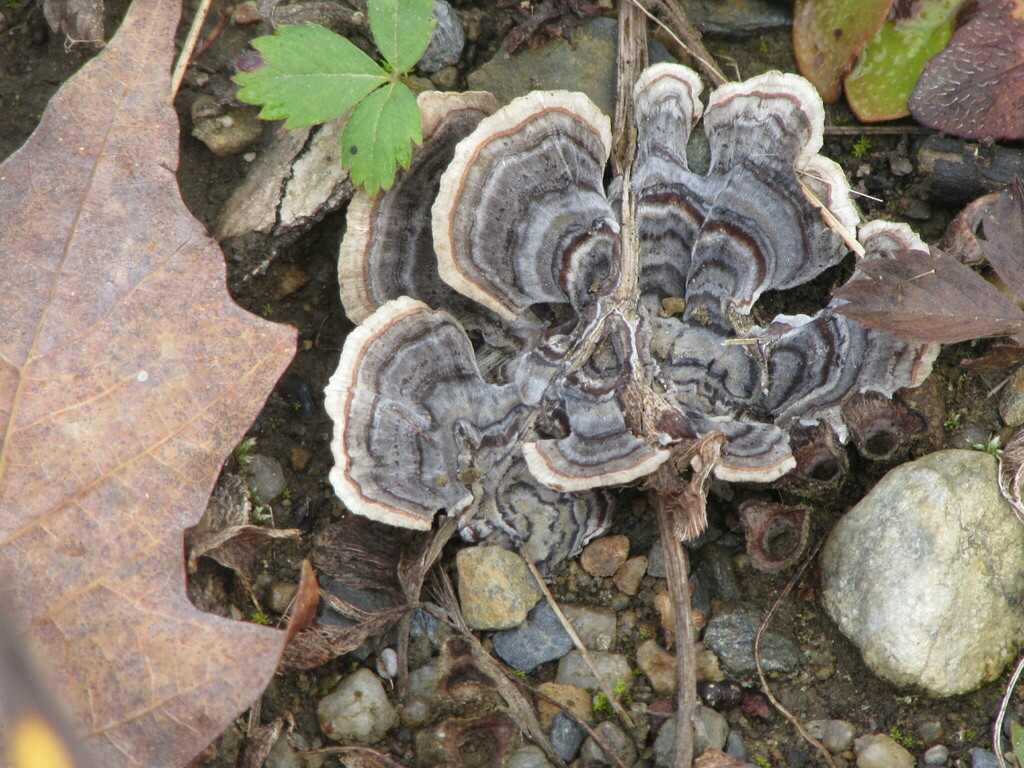 Trametes versicolor from Danby, VT, USA on October 17, 2023 at 09:25 AM ...