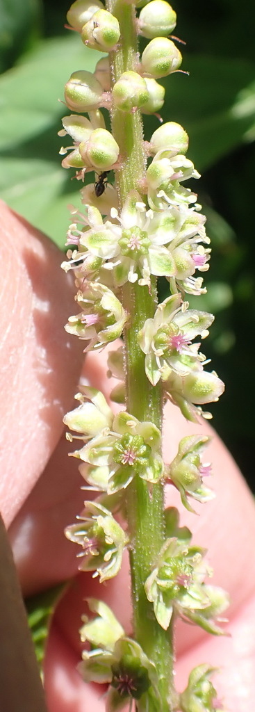 Inkweed from Sedgefield, 6573, South Africa on October 16, 2023 at 07: ...