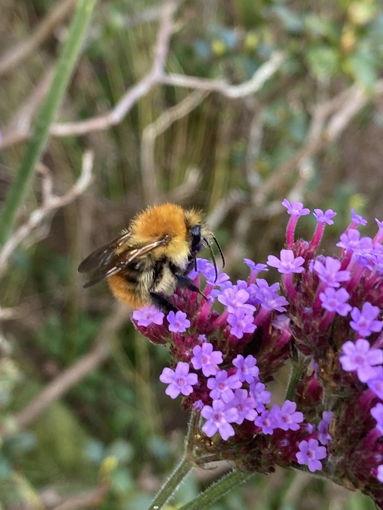 Common Carder Bumble Bee from Chester Zoo, Cheshire West and Chester ...