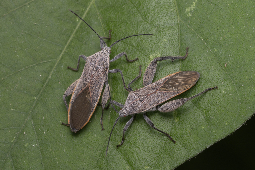 sweet potato bug from Yio Chu Kang, Singapore on October 16, 2023 at 09 ...