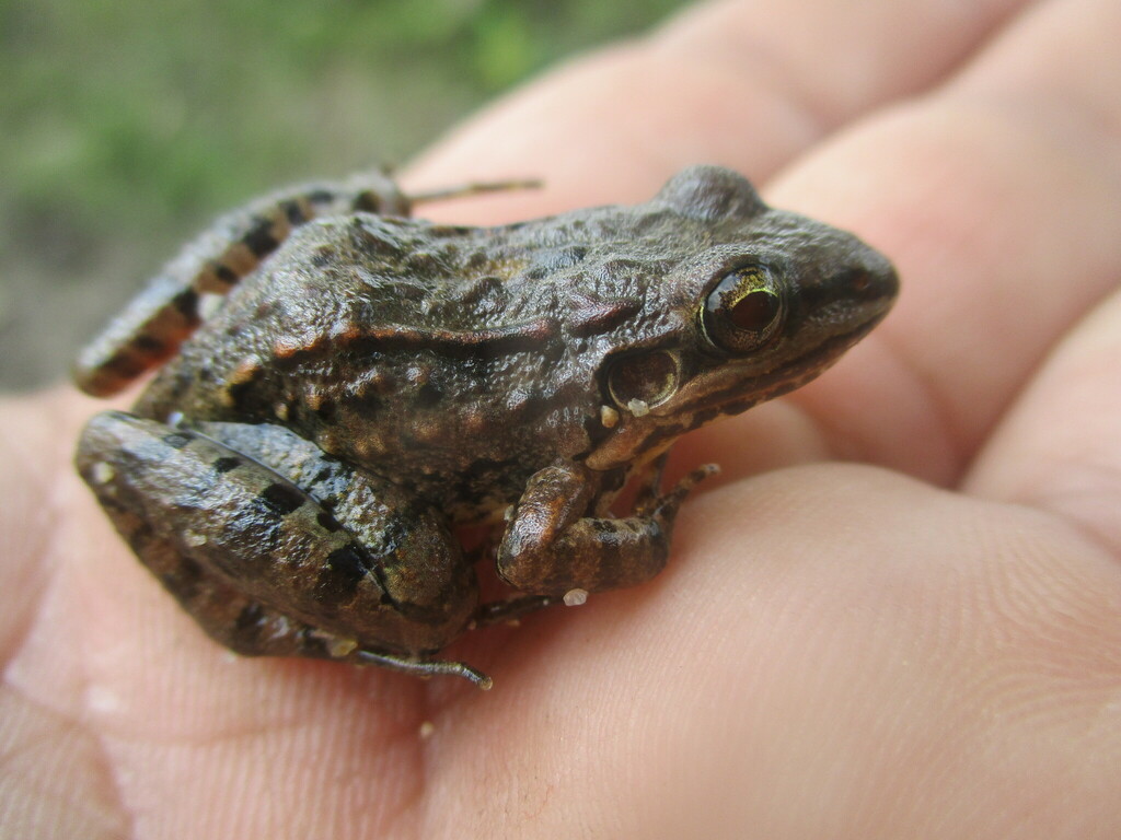 Mexican White-lipped Frog from Veracruz, MX on December 28, 2022 at 01: ...