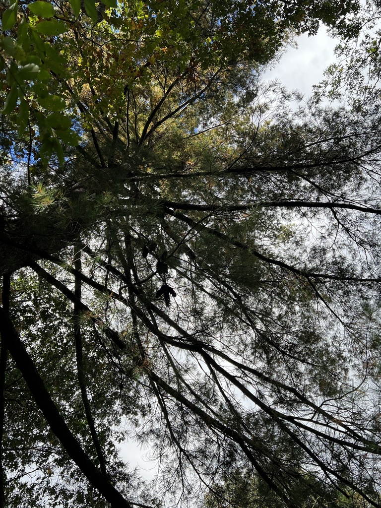 eastern white pine from Suffolk Rd, Newton, MA, US on October 17, 2023 ...