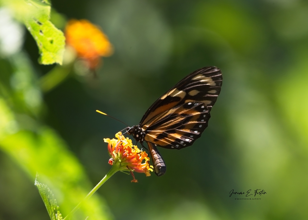 Tiger Mimic-Queen from Parry Lands, Guapo, Trinidad and Tobago on ...