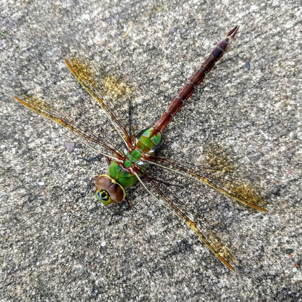 Common Green Darner from Lake Charles, LA 70601, USA on March 15, 2019 ...