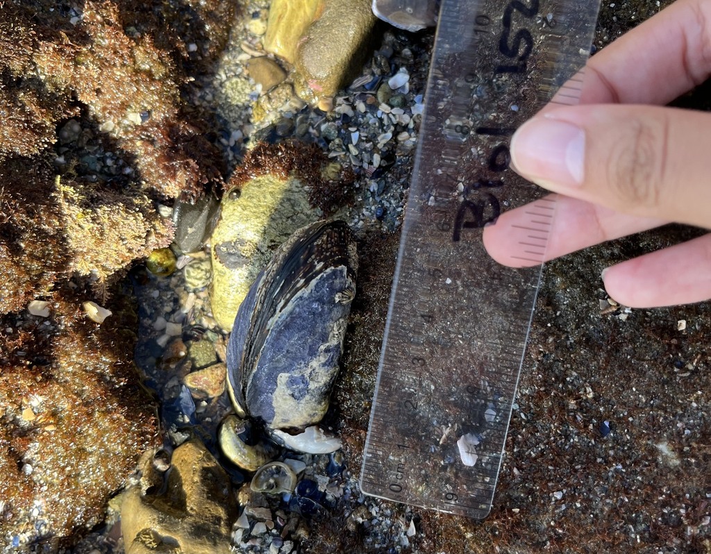 California Mussel from Dana Point Harbor, Dana Point, CA 92629 on ...