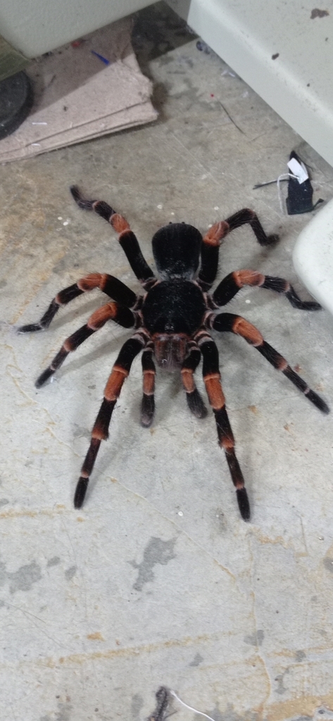 Costa Rican Redleg Tarantula from QX2M+J53, San José, El Jardín, Costa ...