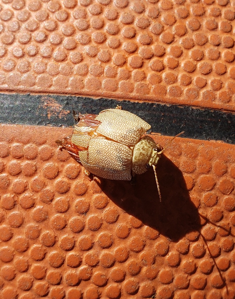 Dotted Paropsine Leaf Beetle from Muscoy, CA 92407, USA on October 16 ...