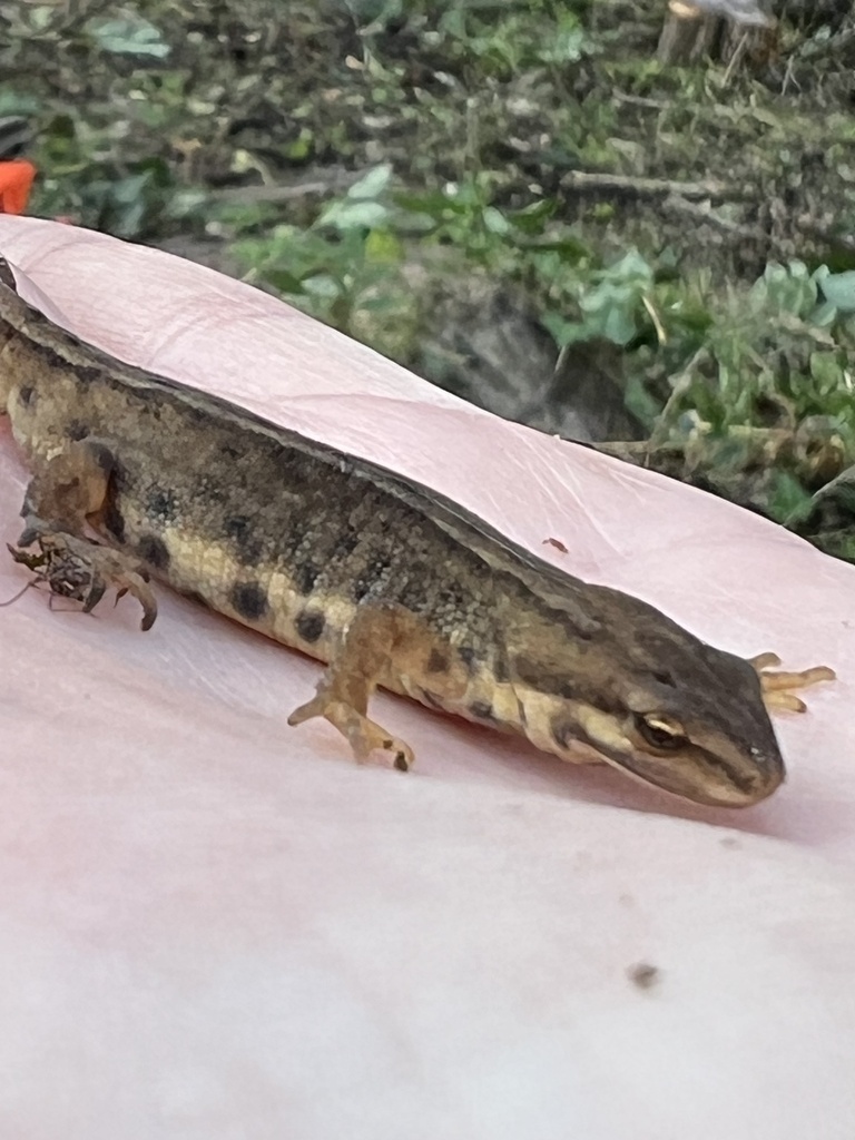 Smooth Newt from Newbold Quarry Park, Rugby, England, GB on October 17 ...