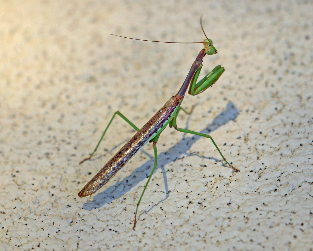 California Mantis from Canoa Ranch, AZ, USA on October 16, 2023 at 08: ...