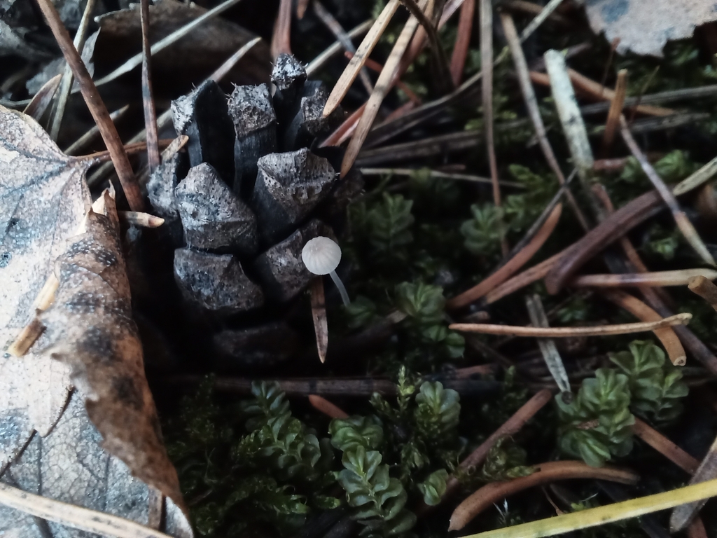 Dripping Bonnet from Свердловская обл., Россия, 622004 on October 17 ...