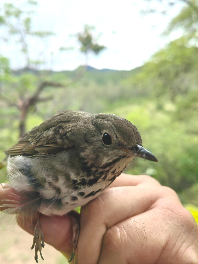 Hermit Thrush from Oaxaca de Juárez, México on October 16, 2023 at 08: ...