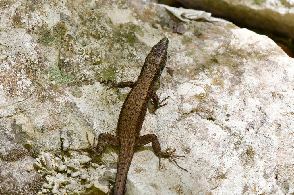 Blue-throated Keeled Lizard from Epirus, Greece on September 28, 2023 ...