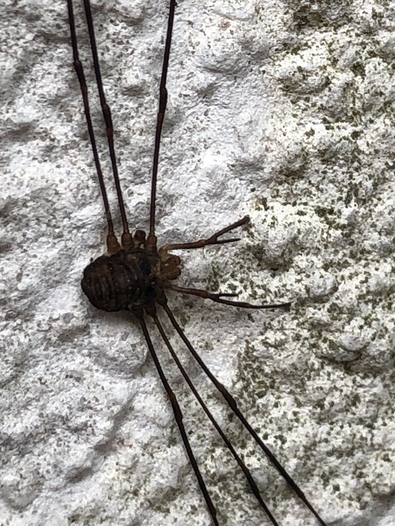 Fork-palped Harvestman from Universität Graz, Graz, Steiermark, AT on ...