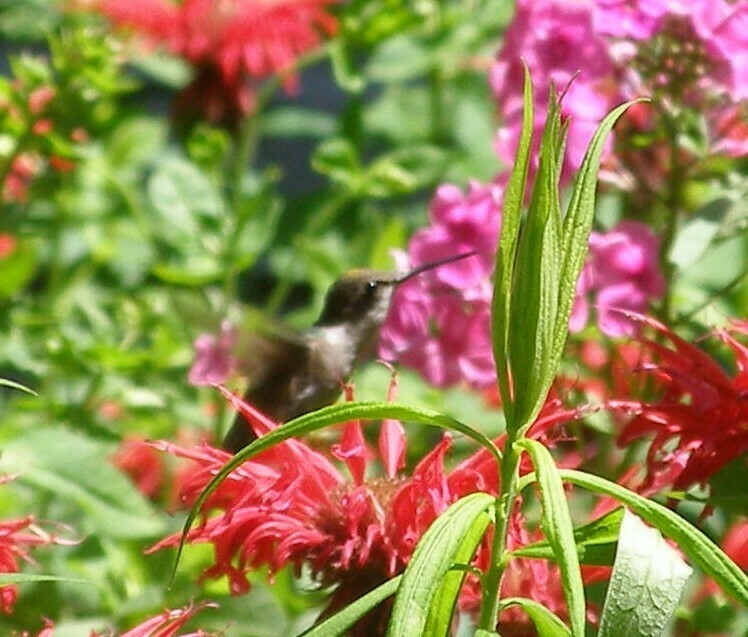 Ruby-throated Hummingbird from 1491 VT-103, Mt Holly, VT 05758 on July ...
