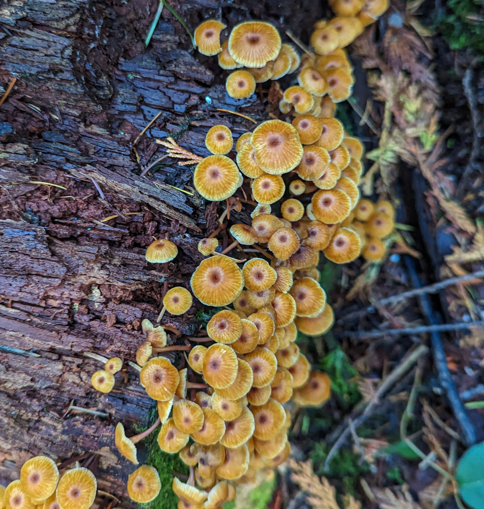 Xeromphalina from Roberts Creek, BC V0N, Canada on October 11, 2023 at ...