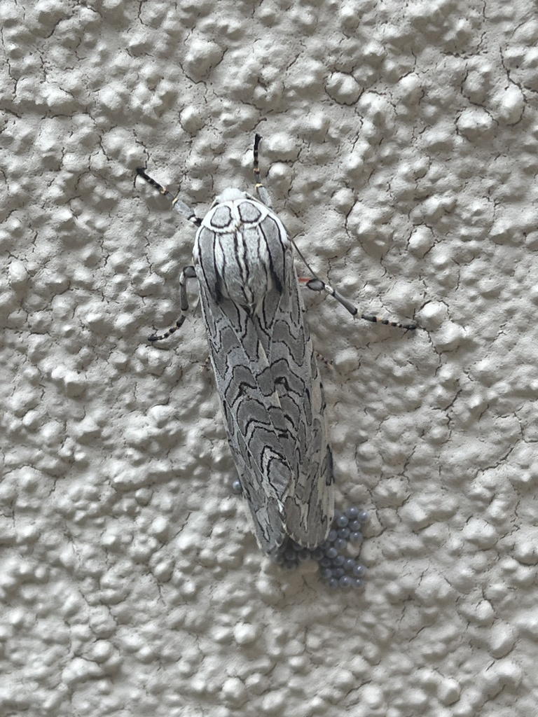 Painted Tiger Moth from Concordia University Irvine, Irvine, CA, US on ...