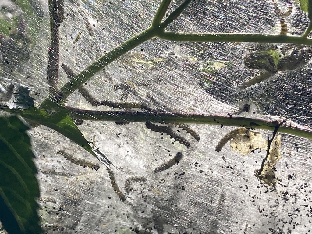 Butterflies and Moths from Highlands-Perkins, Baton Rouge, LA, US on ...