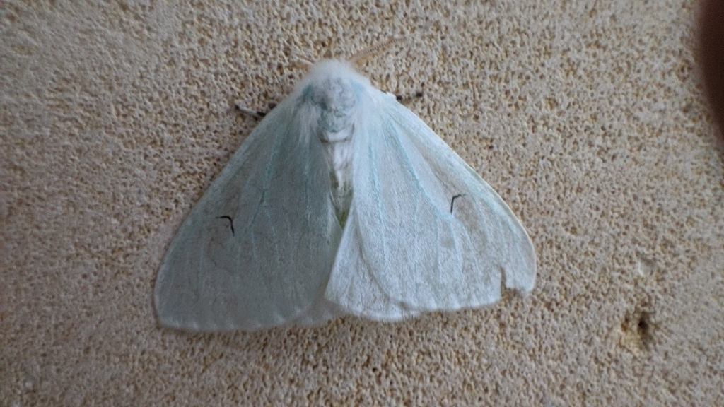 Black V Moth from 17300 Rochefort, France on August 18, 2021 by Bruno ...