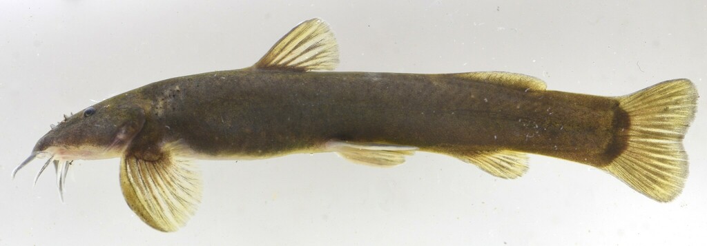 Inkomati Mountain Catfish from Ehlanzeni District Municipality, South ...