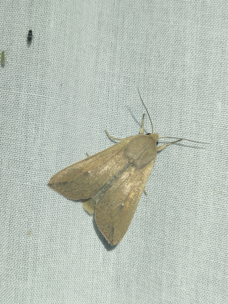 White-speck Moth from Falces, 31370, Navarra, España on October 14 ...