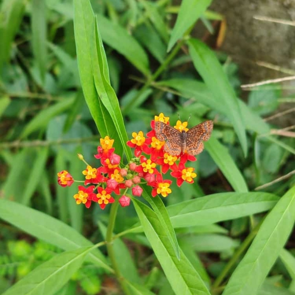 Calephelis from San Silverio, Comalcalco, Tab., México on October 17 ...