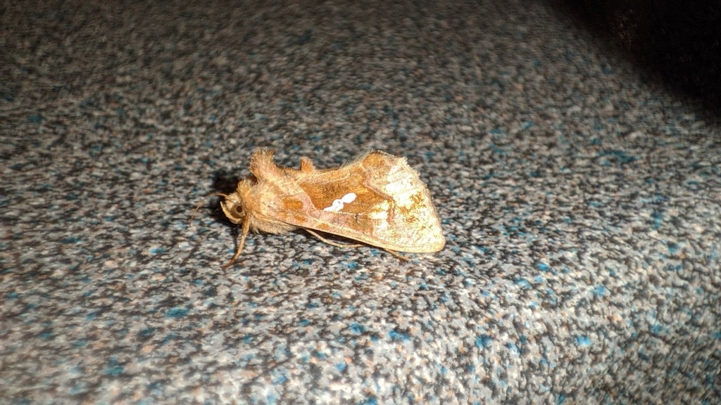 Tomato Looper from 17300 Rochefort, France on September 15, 2021 by ...