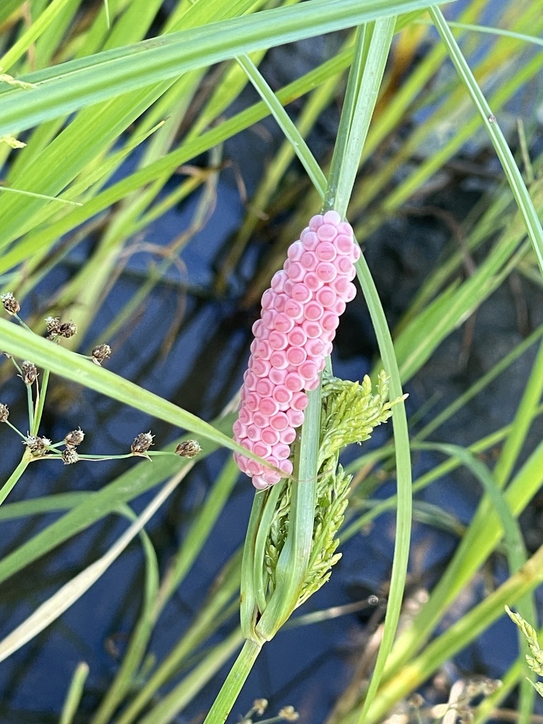 Channeled Apple Snail from 263台灣宜蘭縣壯圍鄉 on 11 September, 2023 at 07:48 ...