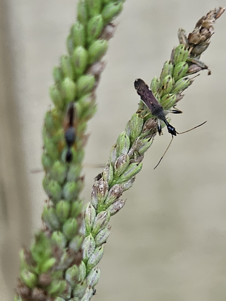 Long-necked Seed Bug from Mt Washington, MD 21209, USA on September 12 ...