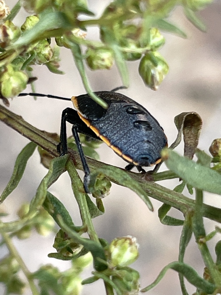 Conchuela Bug from Pima County, AZ, USA on October 17, 2023 at 08:14 AM ...