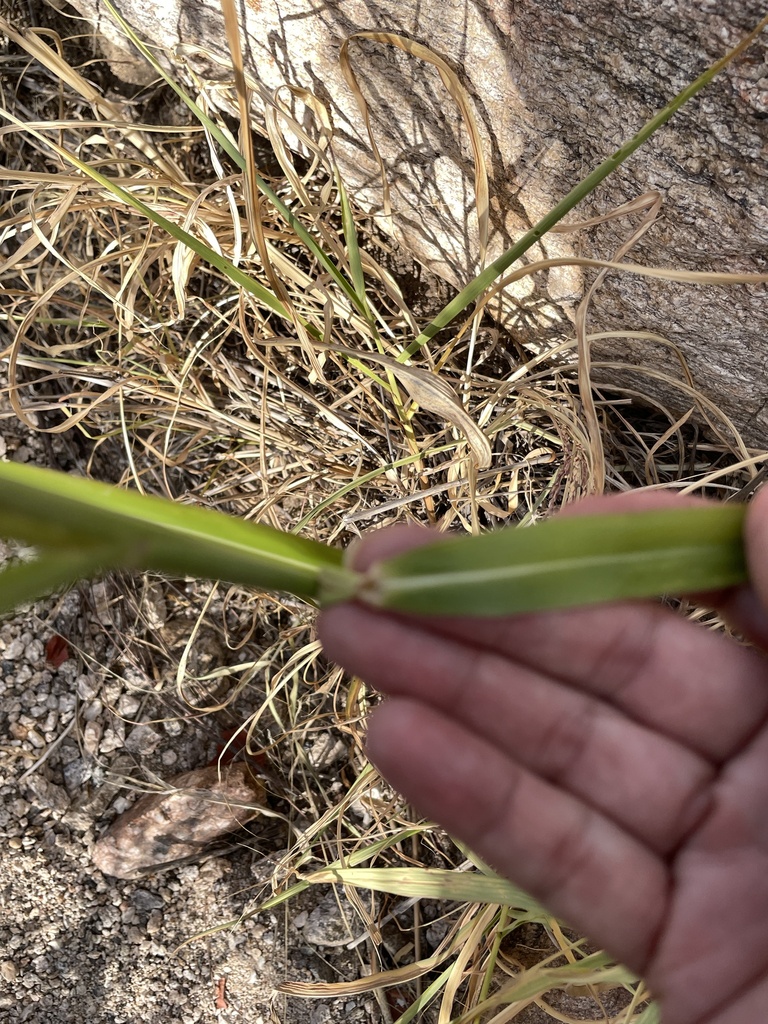 Johnson grass from Pima County, AZ, USA on October 17, 2023 at 08:48 AM ...