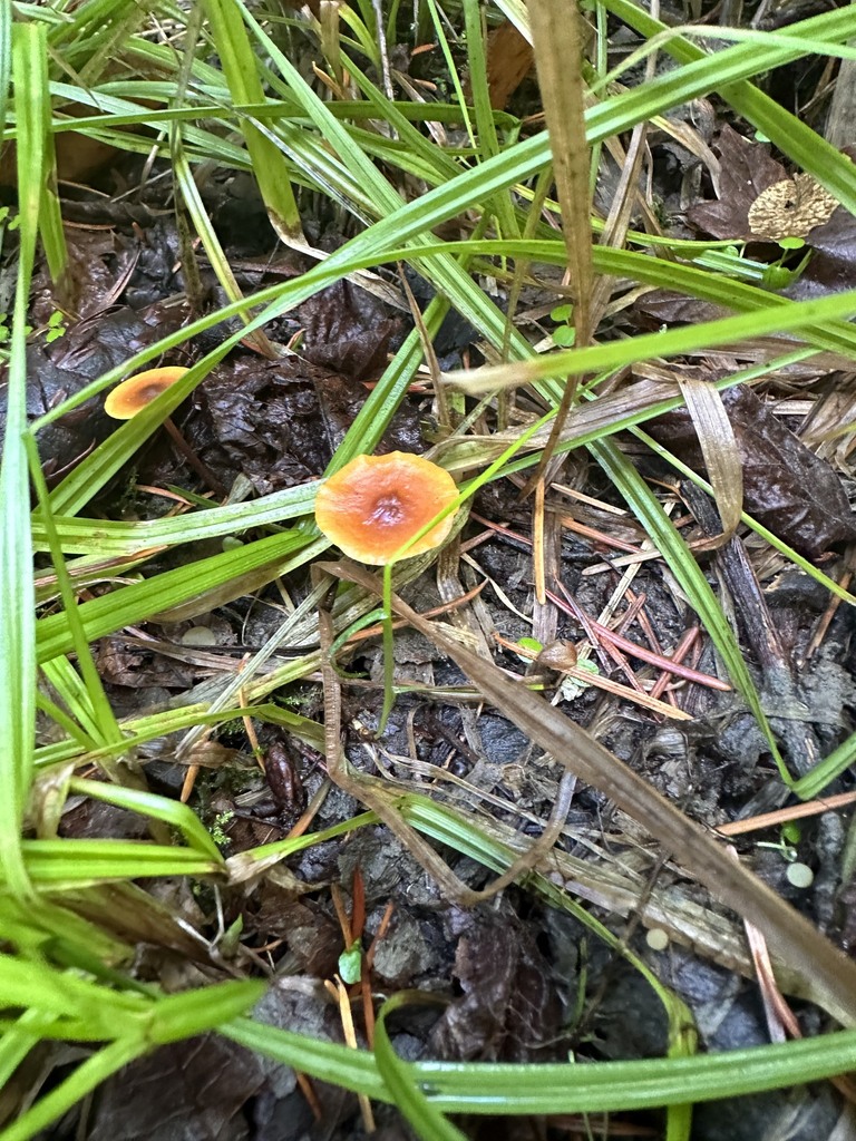 Bolbitius on October 12, 2023 at 10:38 AM by samanthafeasel · iNaturalist