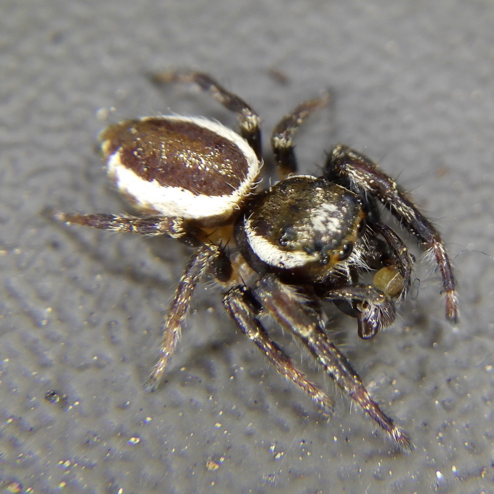 Bronze Jumping Spider from University District, Spokane, WA, USA on ...