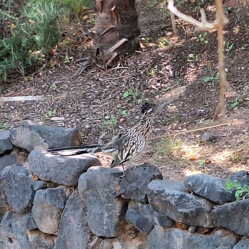 Greater Roadrunner from St. George, UT, USA on October 17, 2023 at 11: ...