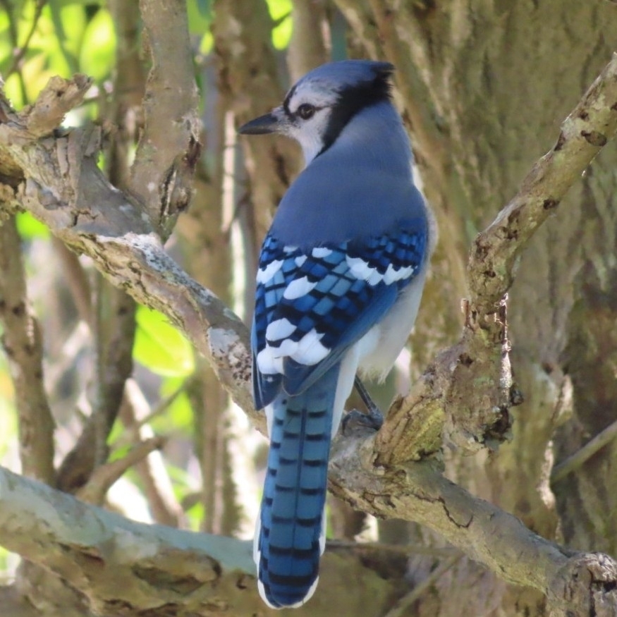 Blue Jay from Florida Atlantic University - John D. MacArthur Campus at ...