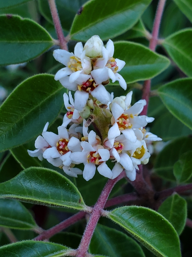 evergreen sumac from Big Bend National Park, TX 79834, USA on October ...