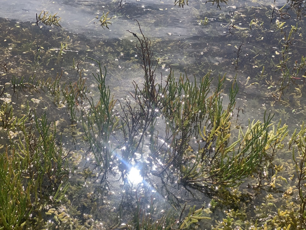 Dwarf Glasswort from Blvrd Todos Santos, Ensenada, B.C., MX on October ...