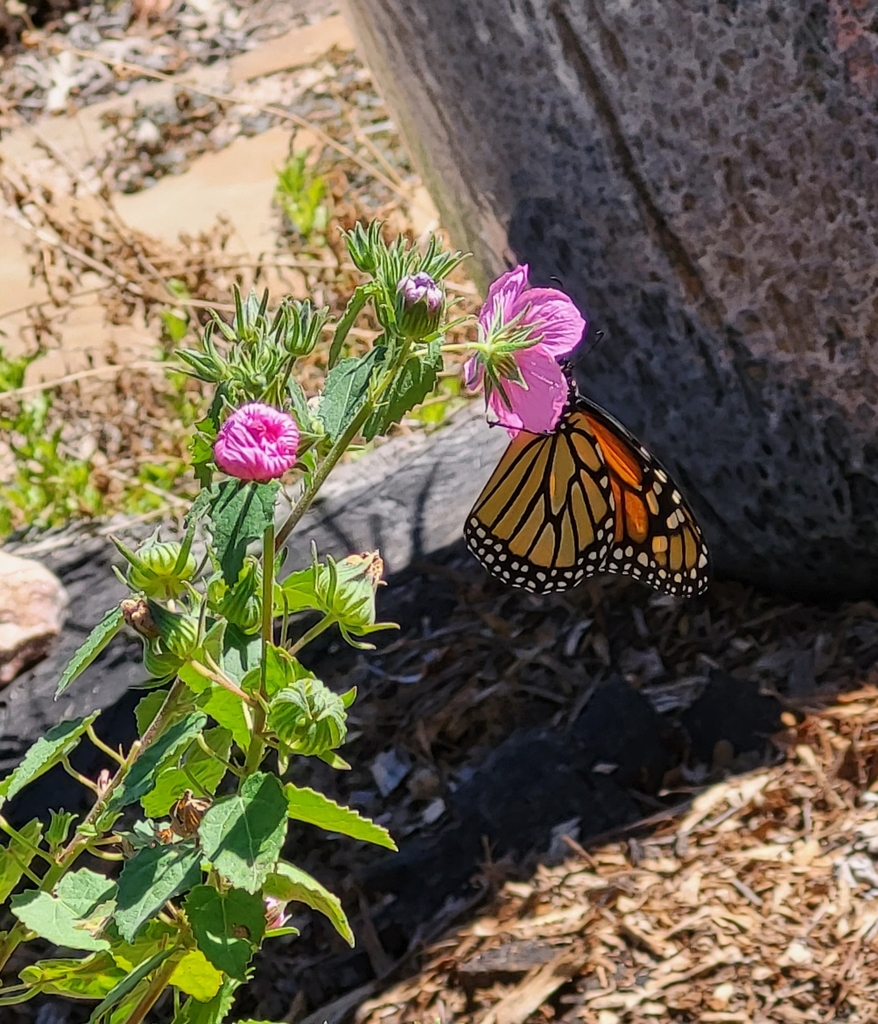 Monarch from Windsor Park, Austin, TX, USA on October 17, 2023 at 12:58 ...