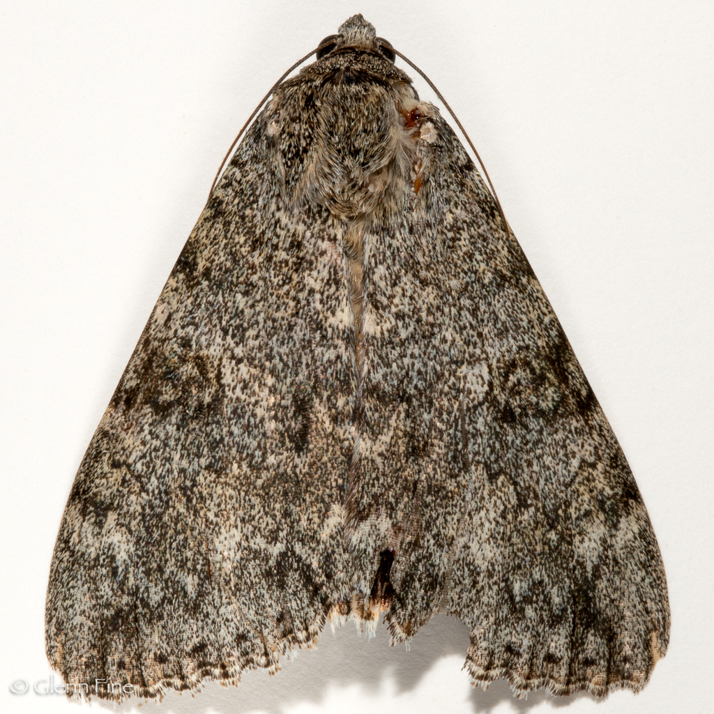 Joined Underwing Moth from Siskiyou County, CA, USA on October 17, 2023 by Glenn Fine · iNaturalist