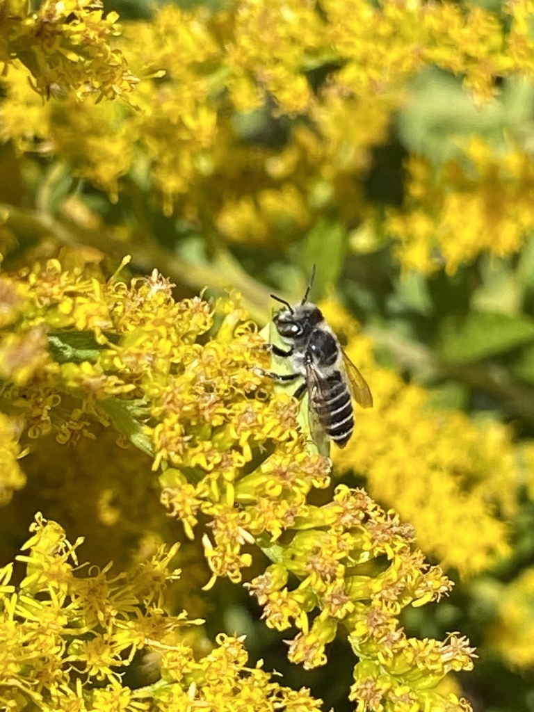 Leafcutter, Mortar, and Resin Bees from Vaiden Ridge Dr S, Hernando, MS ...